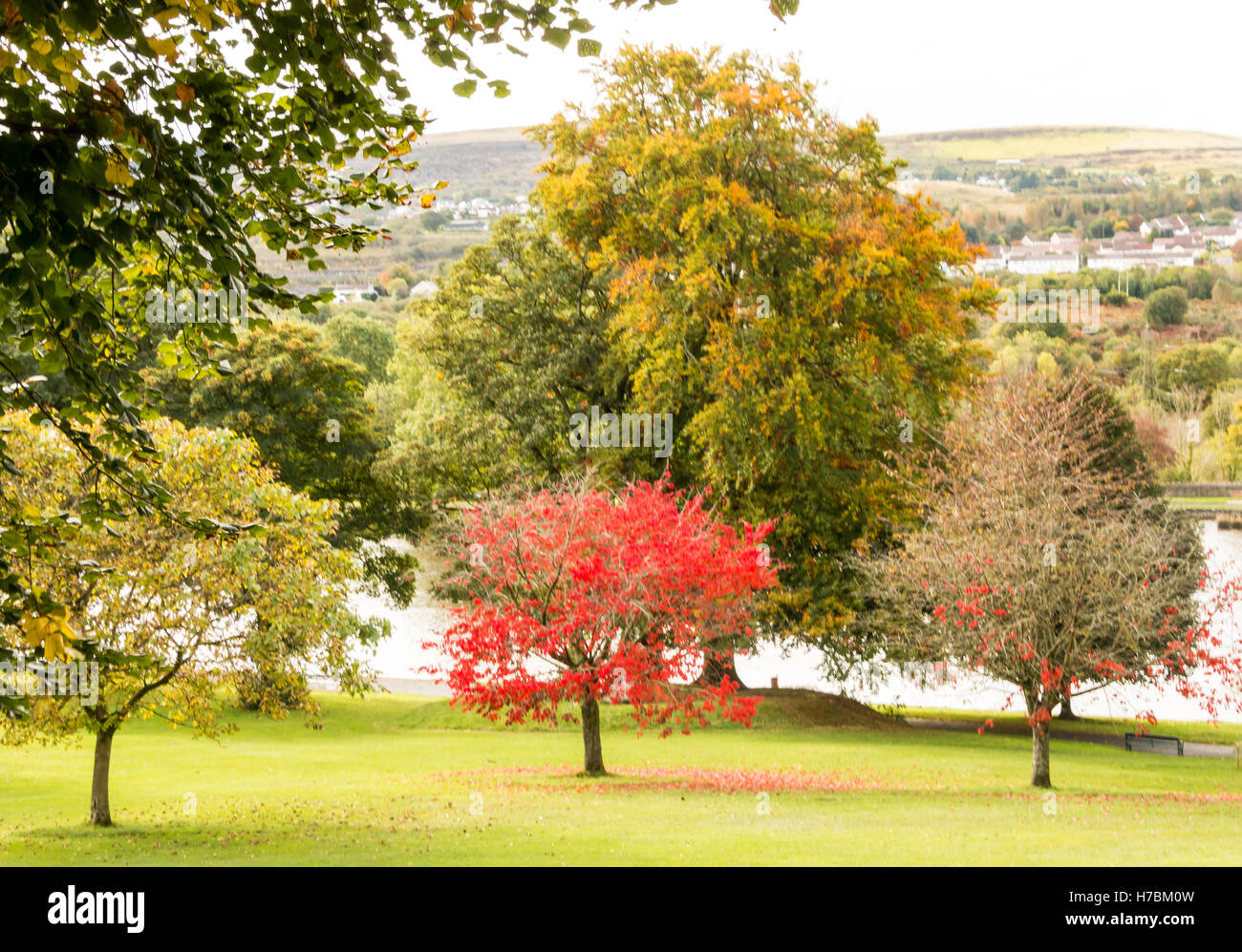Trees and autumn colours, Cyfarthfa Castle and Park, Merthyr Tydfil ...