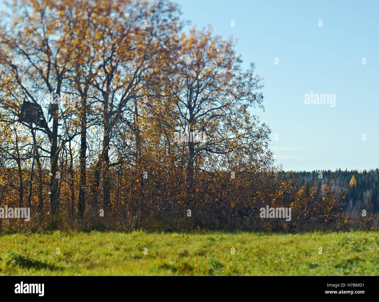 Autumn rural landscape .art rural landscape. Arkhangelsk region, Russia ...