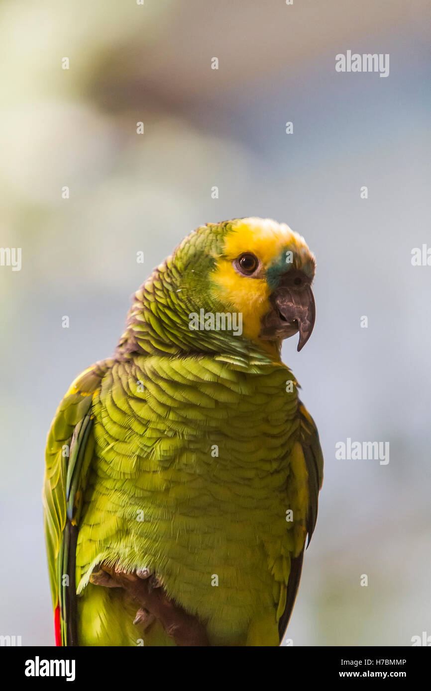 Yellow naped amazon parrot hi-res stock photography and images - Alamy
