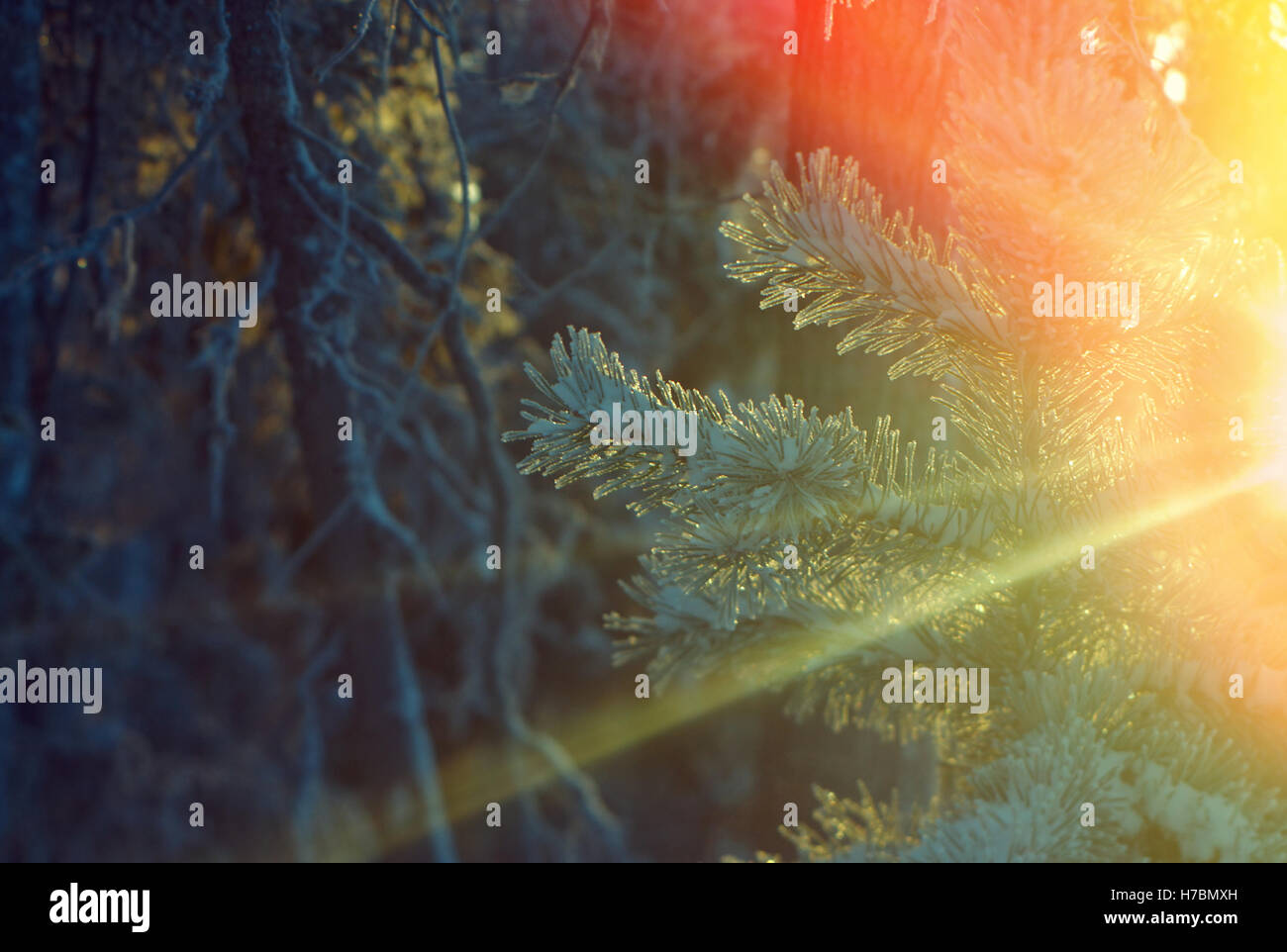 Winter landscape.frozen taiga forest Stock Photo - Alamy
