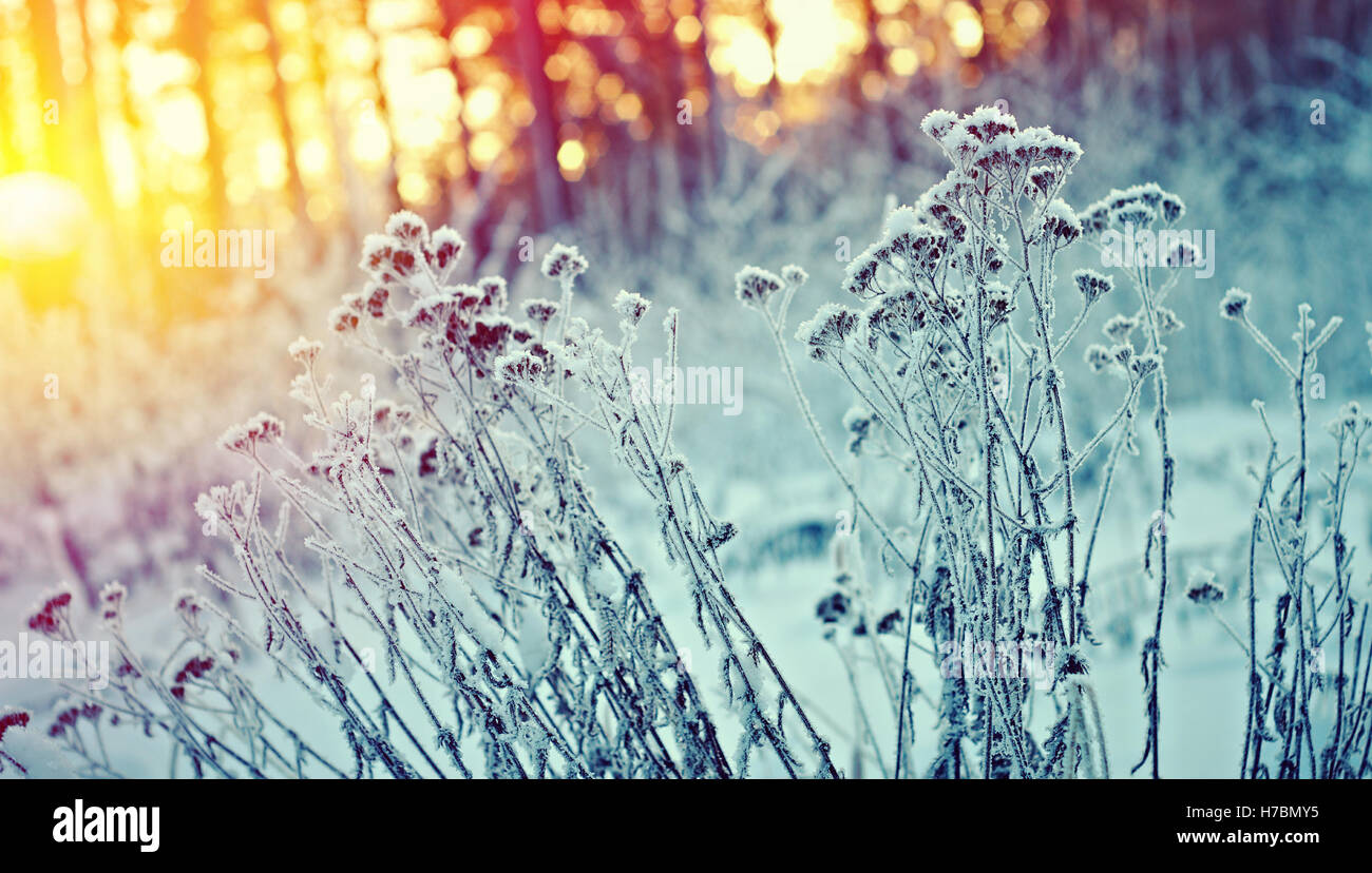 Winter landscape.Winter scene .Frozenned flower Stock Photo - Alamy