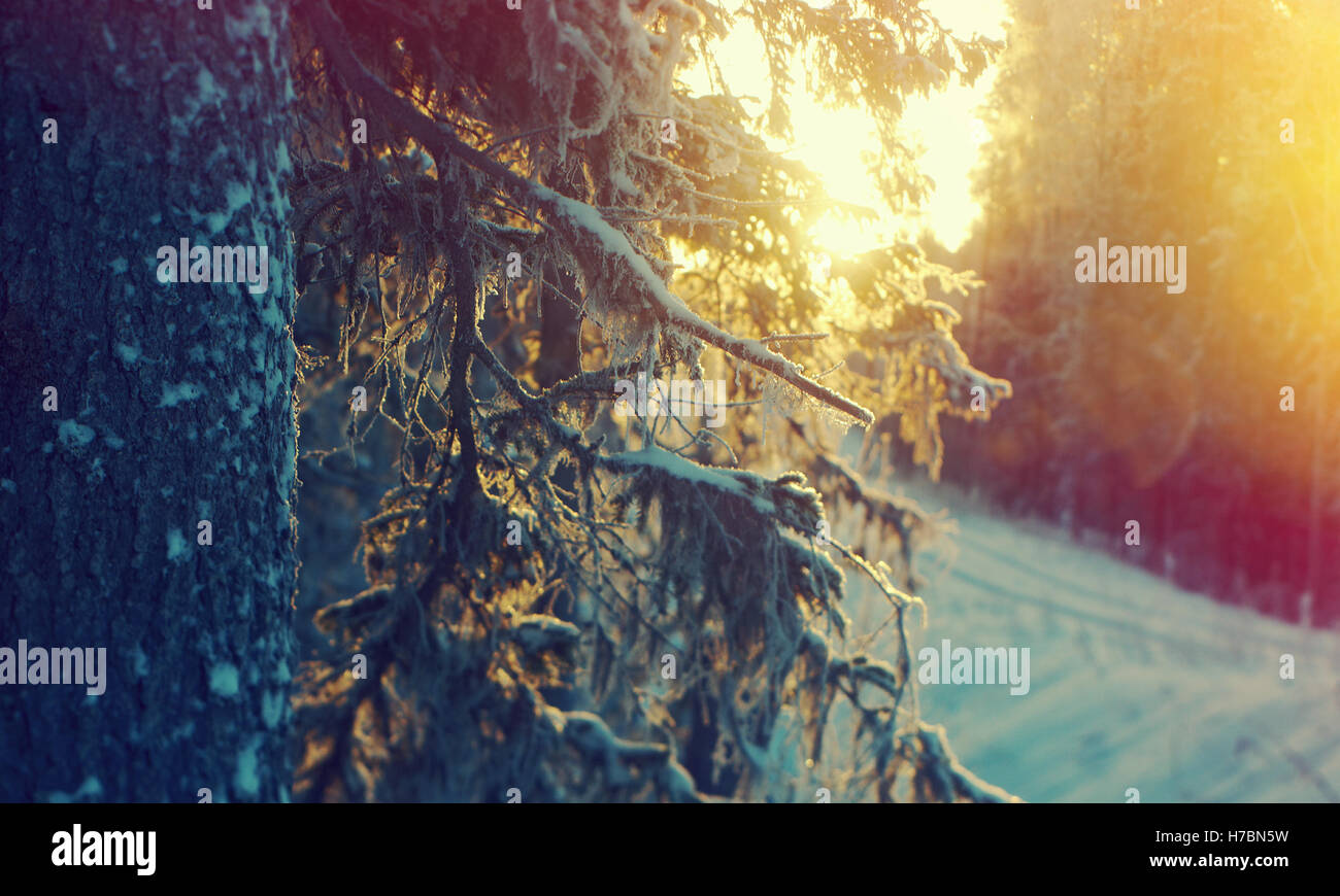 Winter landscape.frozen taiga forest Stock Photo - Alamy