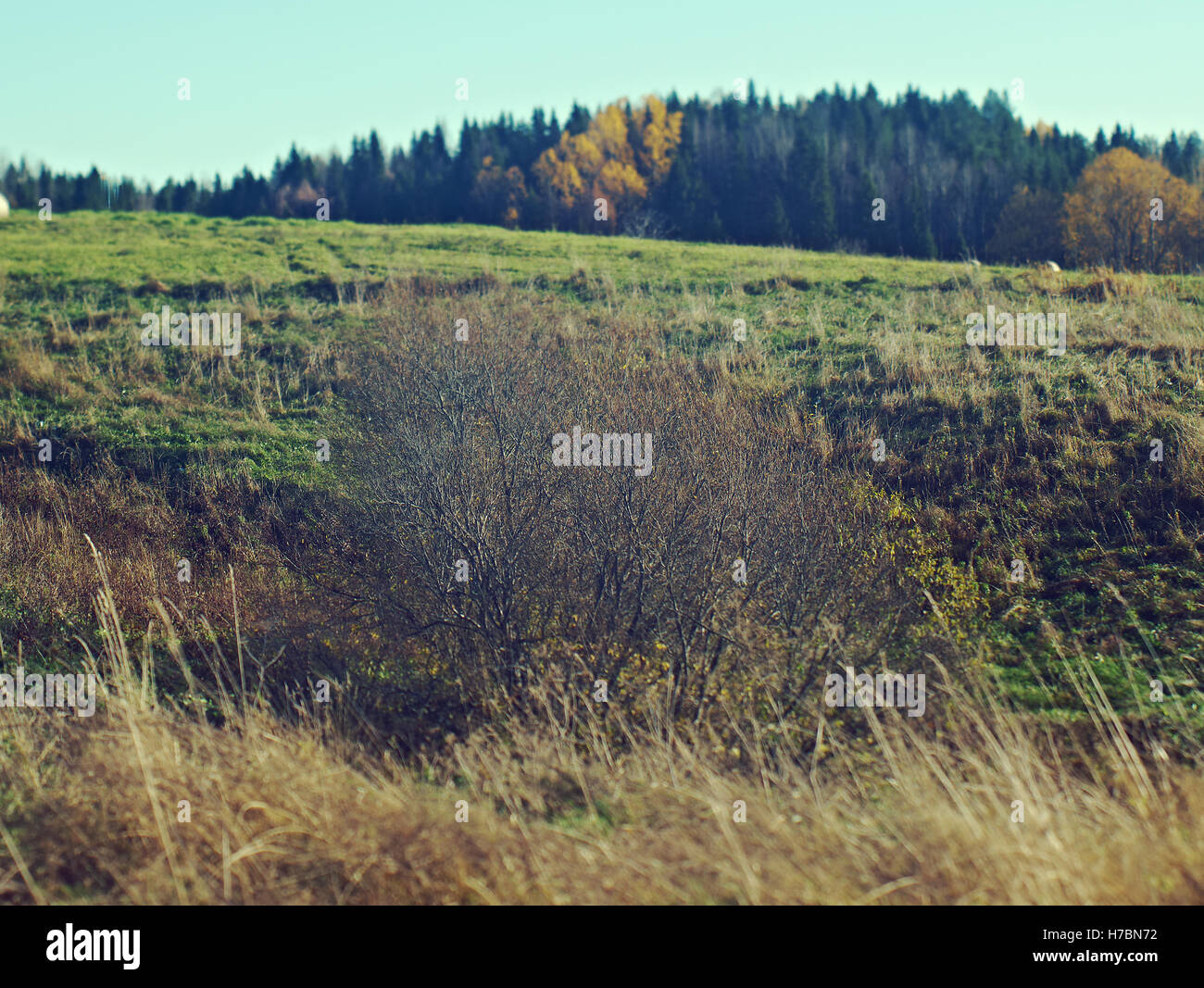 Autumn rural landscape .art rural landscape. Arkhangelsk region, Russia ...