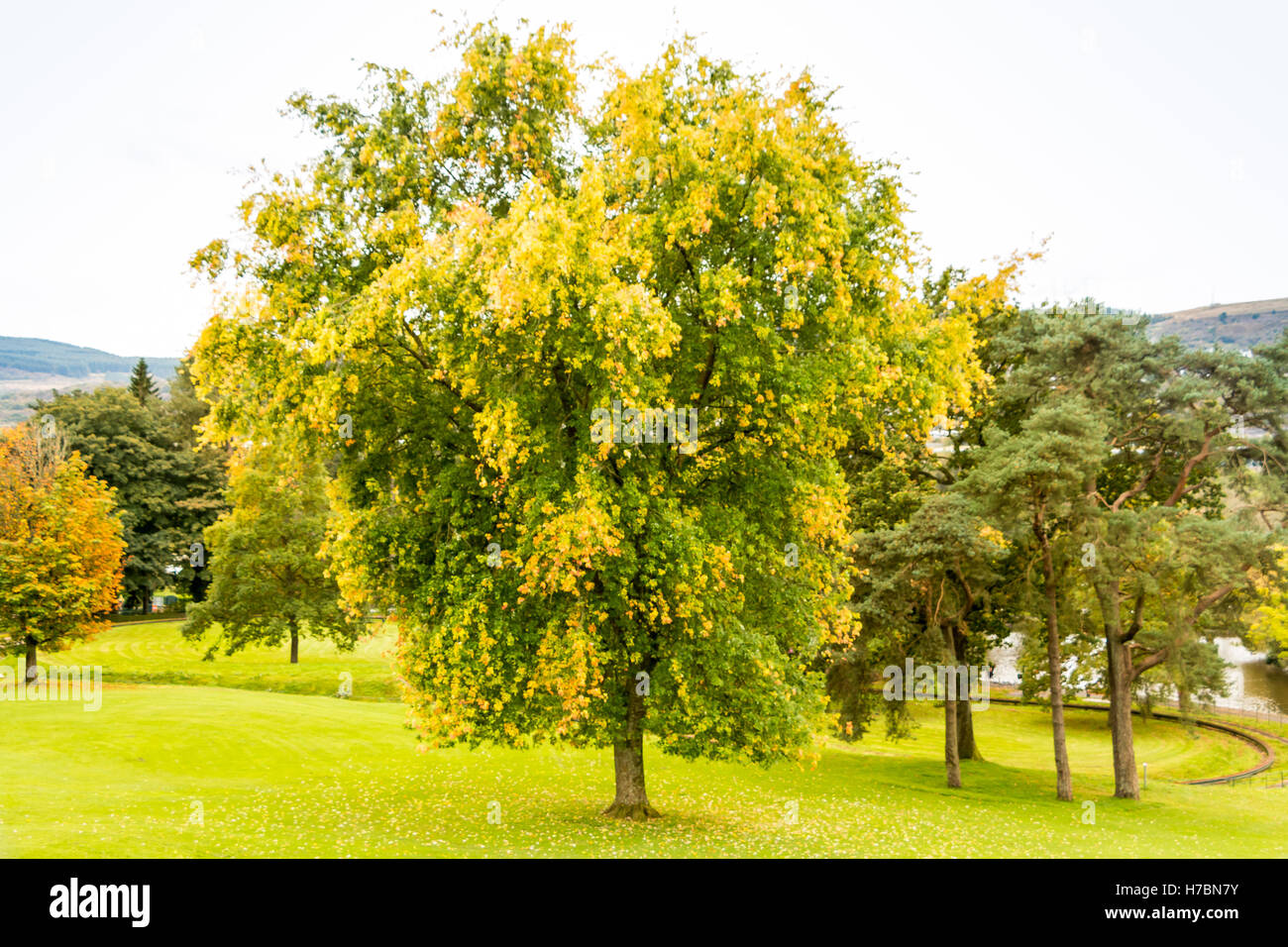 Trees and autumn colours, Cyfarthfa Castle and Park, Merthyr Tydfil ...