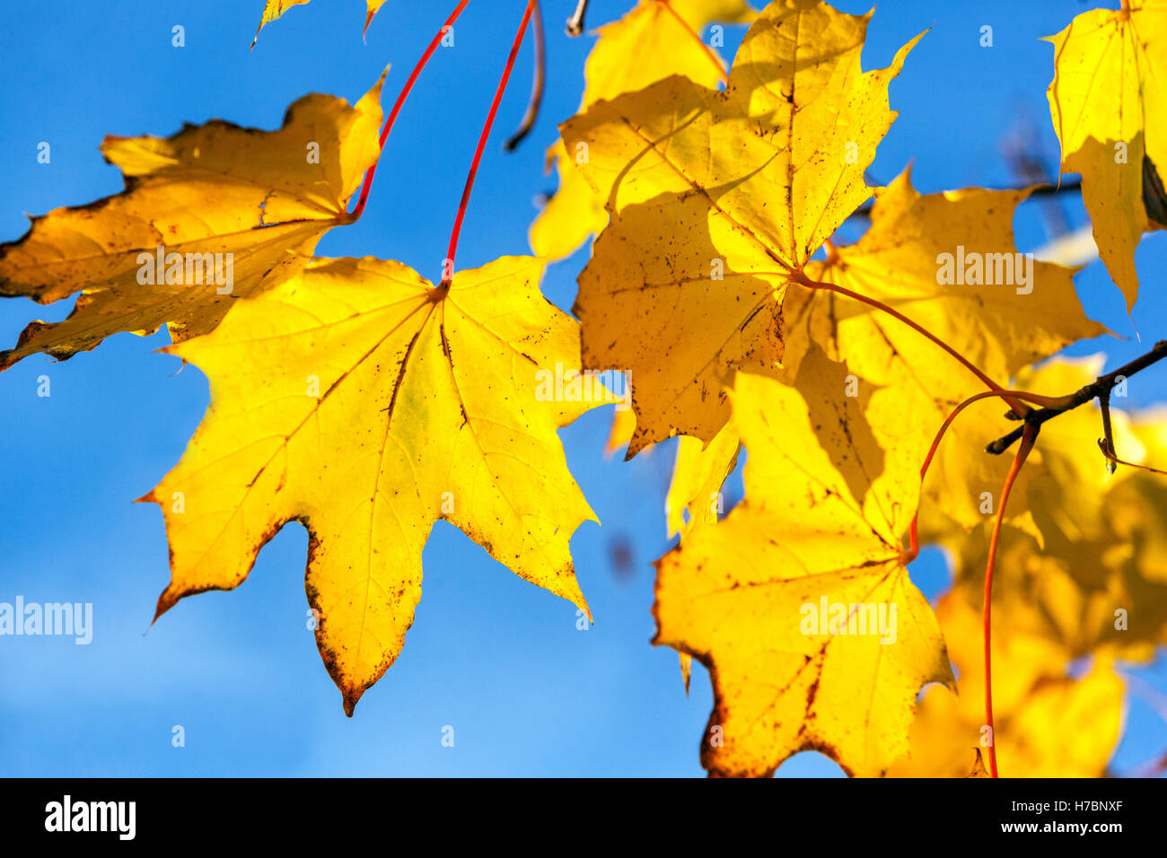Yellow Norway maple leaves autumn Leaves sunlight Yellowing vivid ...