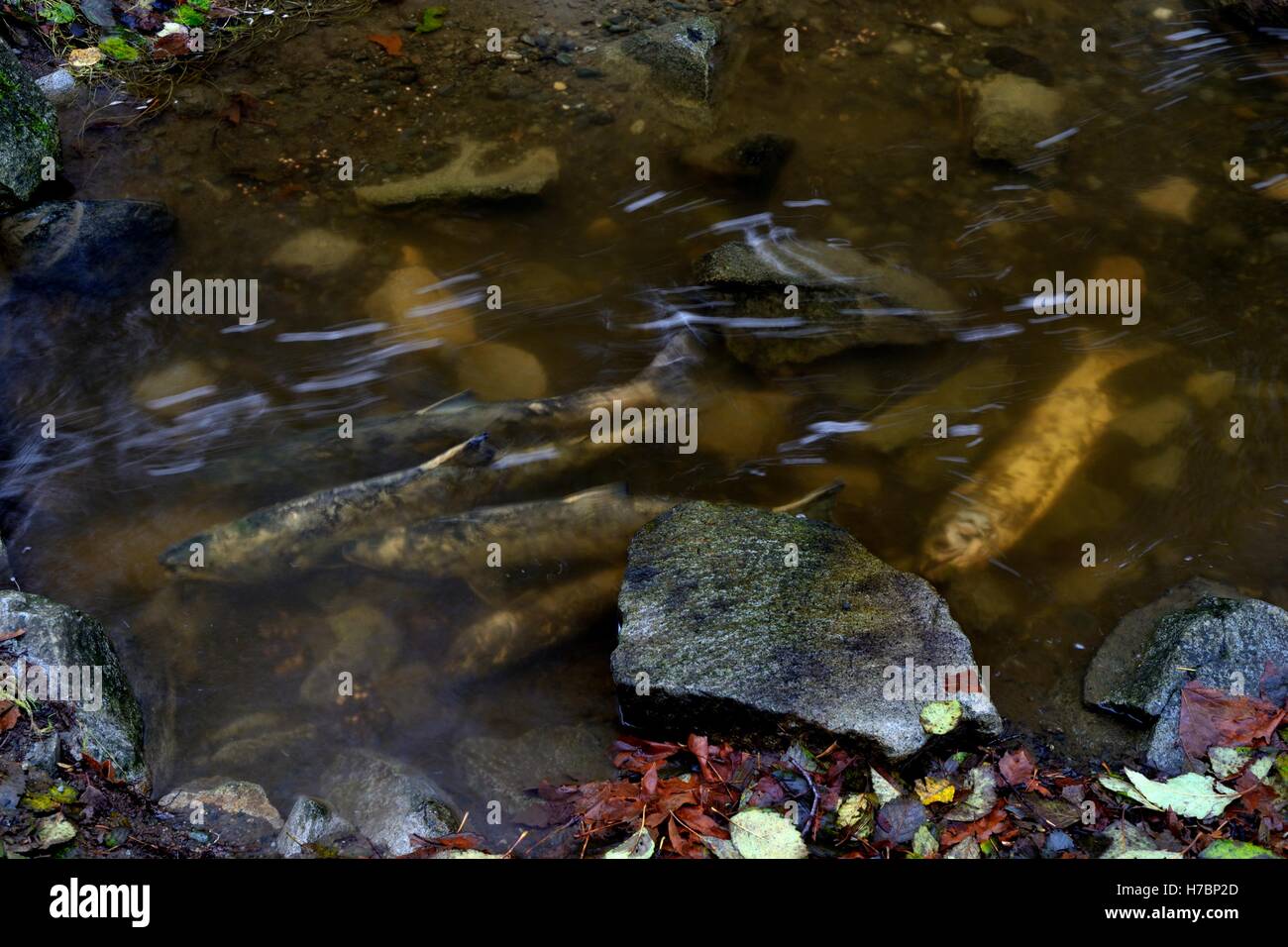 Wild Pacific salmon spawning in the Puntledge River, Courtenay, Comox ...