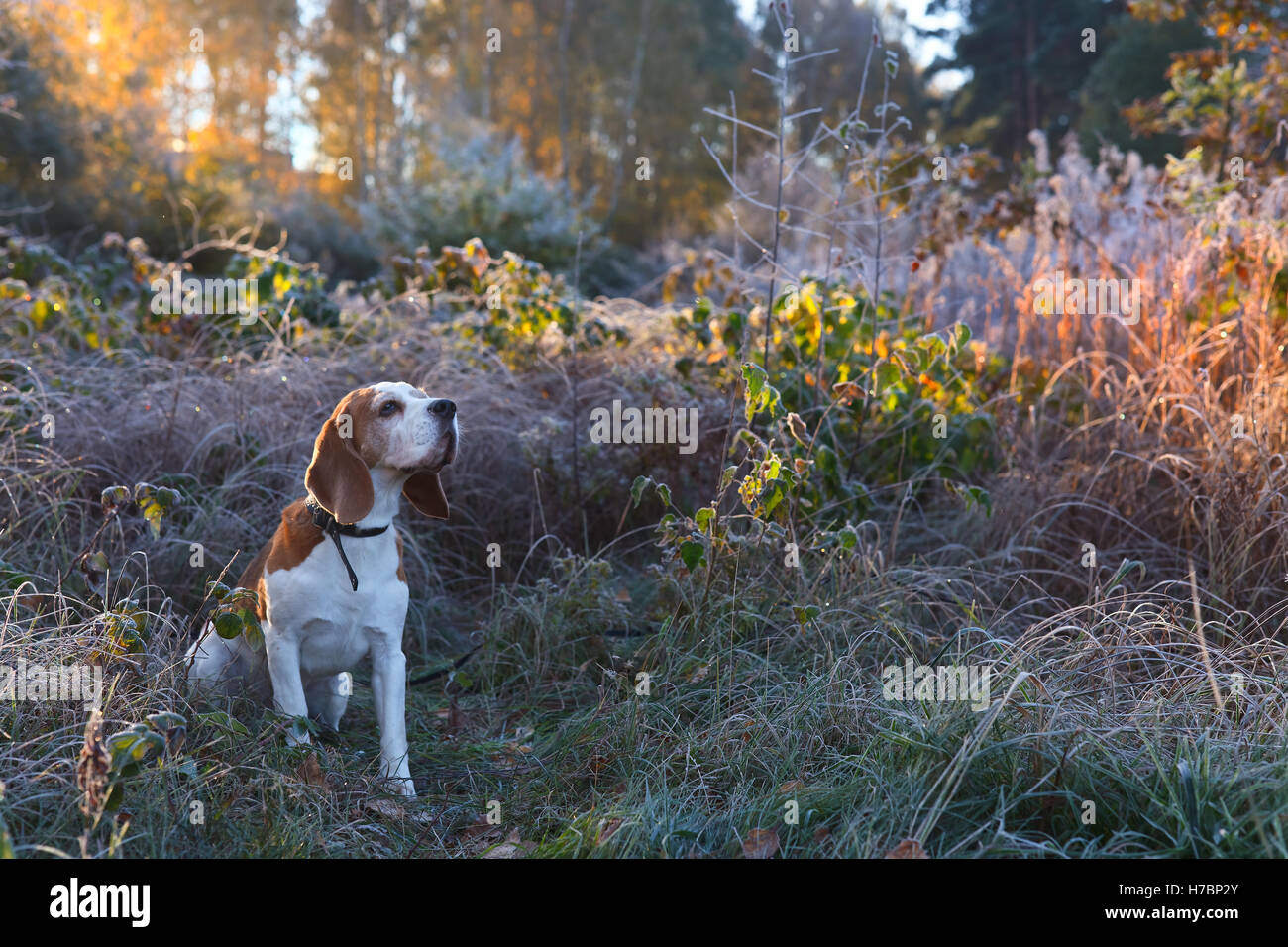 The Beagle in the early morning hunting in the autumn forest Stock ...