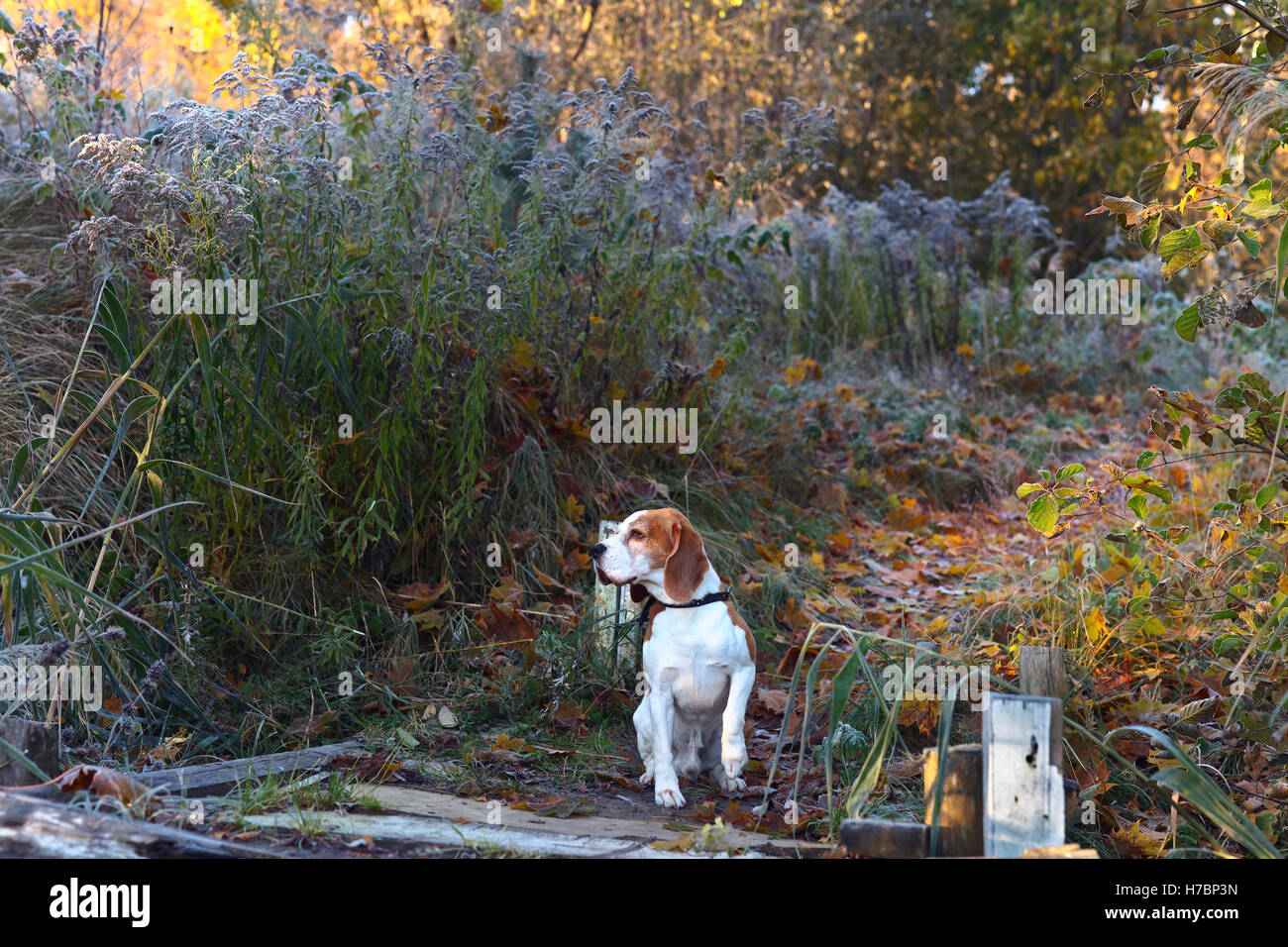 The Beagle in the early morning hunting in the autumn forest Stock ...