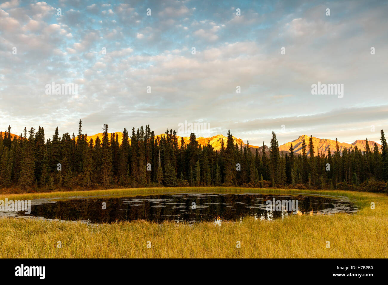 Alpenglow on Alaska Range mountains provides a backdrop to a pond near ...