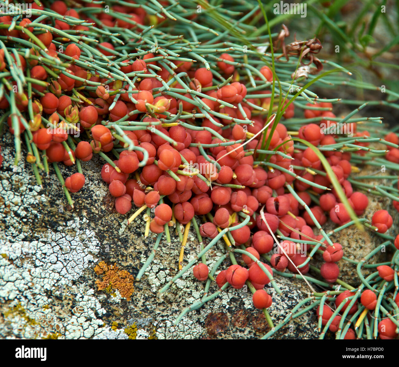 Ephedra flower hi-res stock photography and images - Alamy