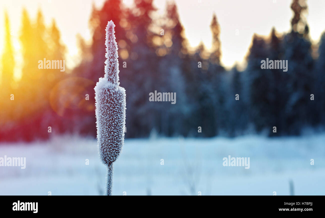 Winter landscape.Winter beauty scene.frozen flower Stock Photo - Alamy