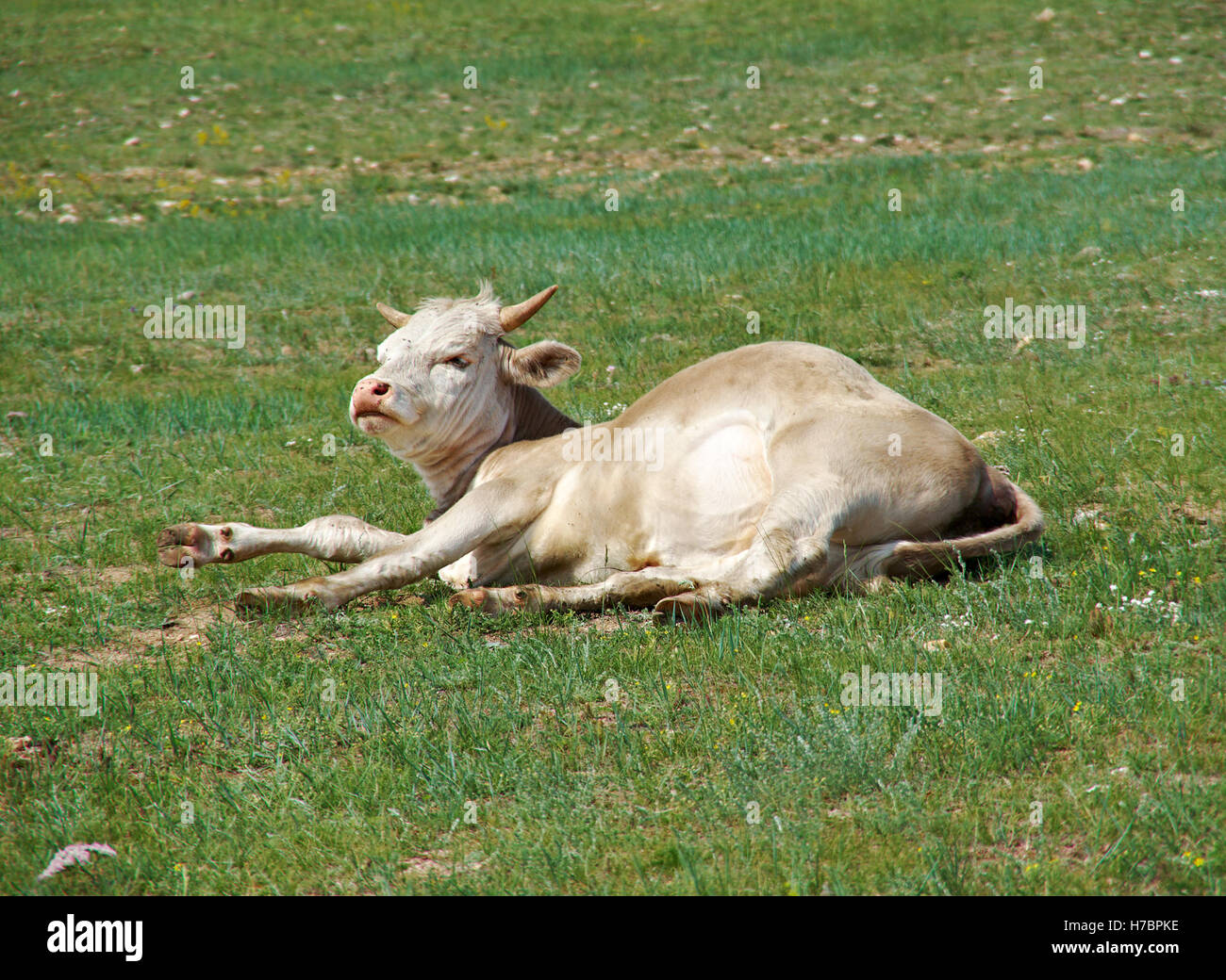 Sleeping cow hi-res stock photography and images - Alamy