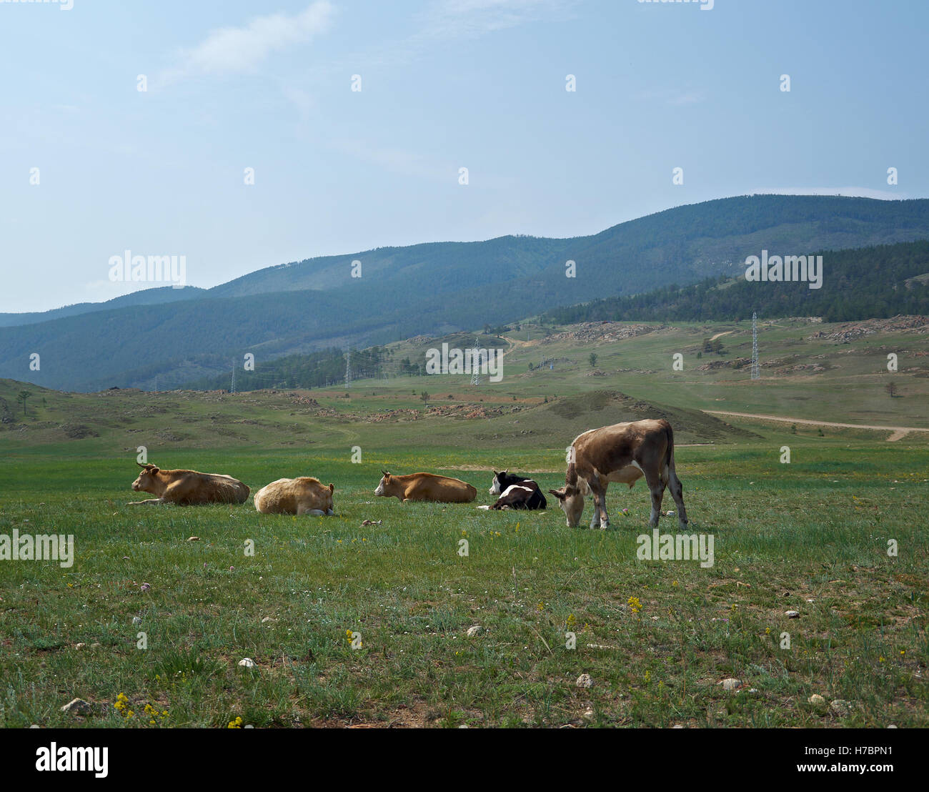 cow grazing the shore of Baikal lake Stock Photo - Alamy