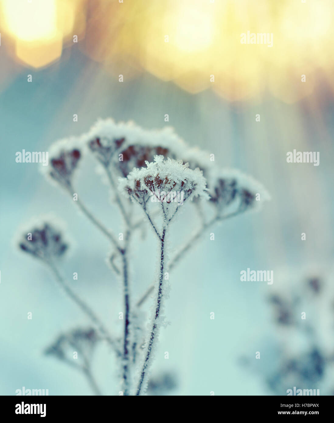 Winter landscape.Winter scene .Frozenned flower Stock Photo - Alamy