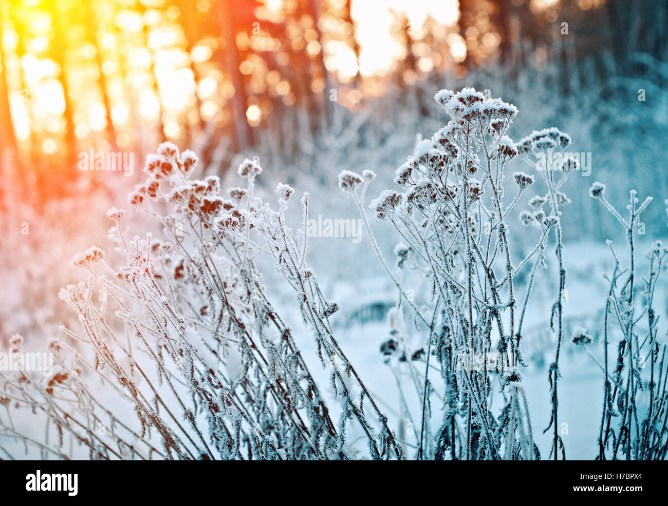 Winter landscape.Winter scene .Frozenned flower Stock Photo - Alamy