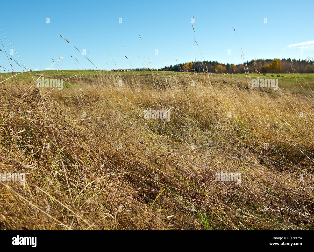 Autumn rural landscape .art rural landscape. Arkhangelsk region, Russia ...