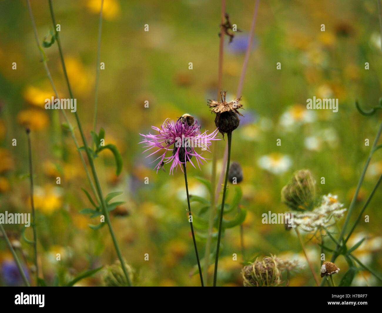 purple knapweed flower Centaurea nigra amid countless yellow and white ...