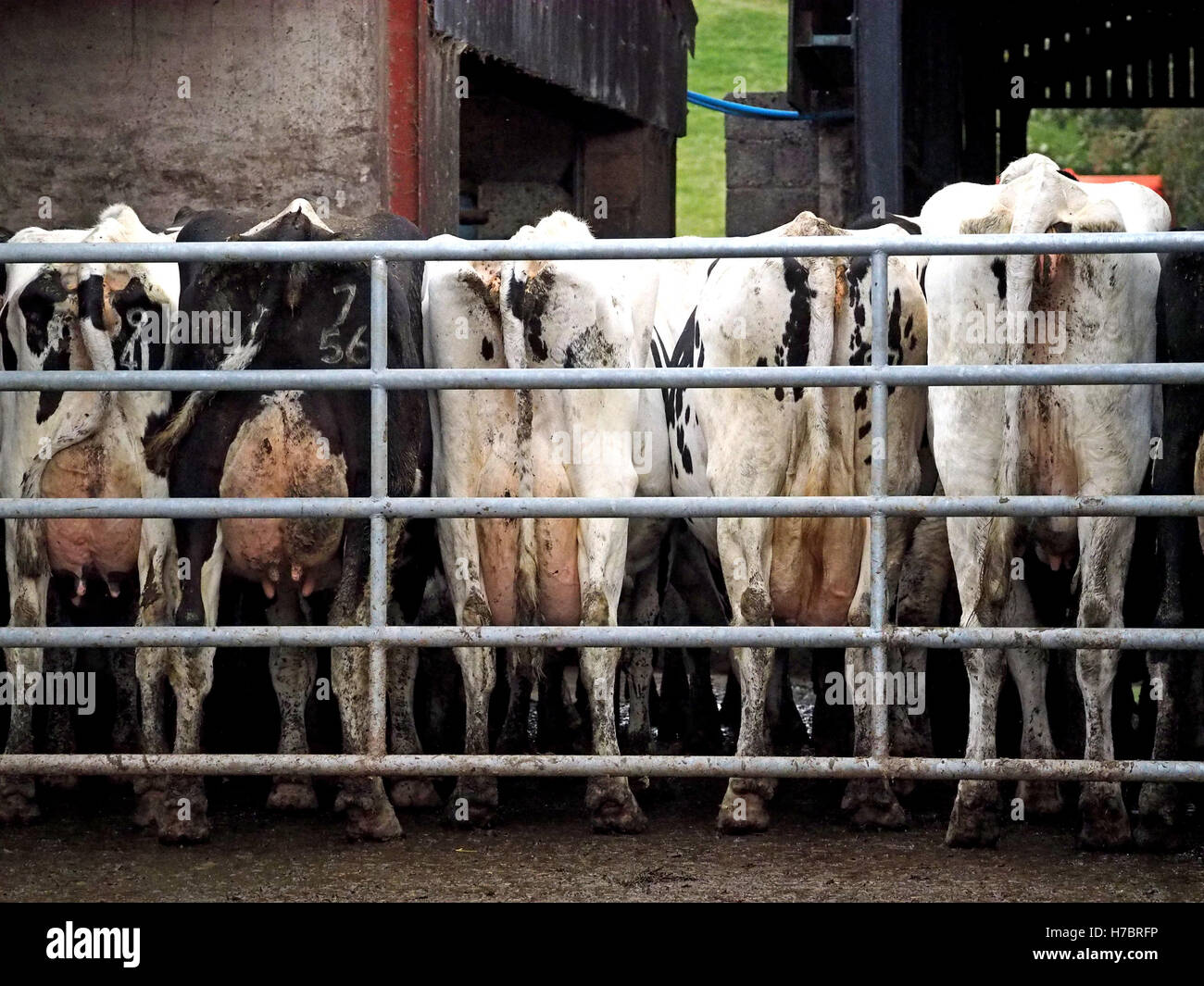 line of black and white cows waiting to be milked with numbered ...