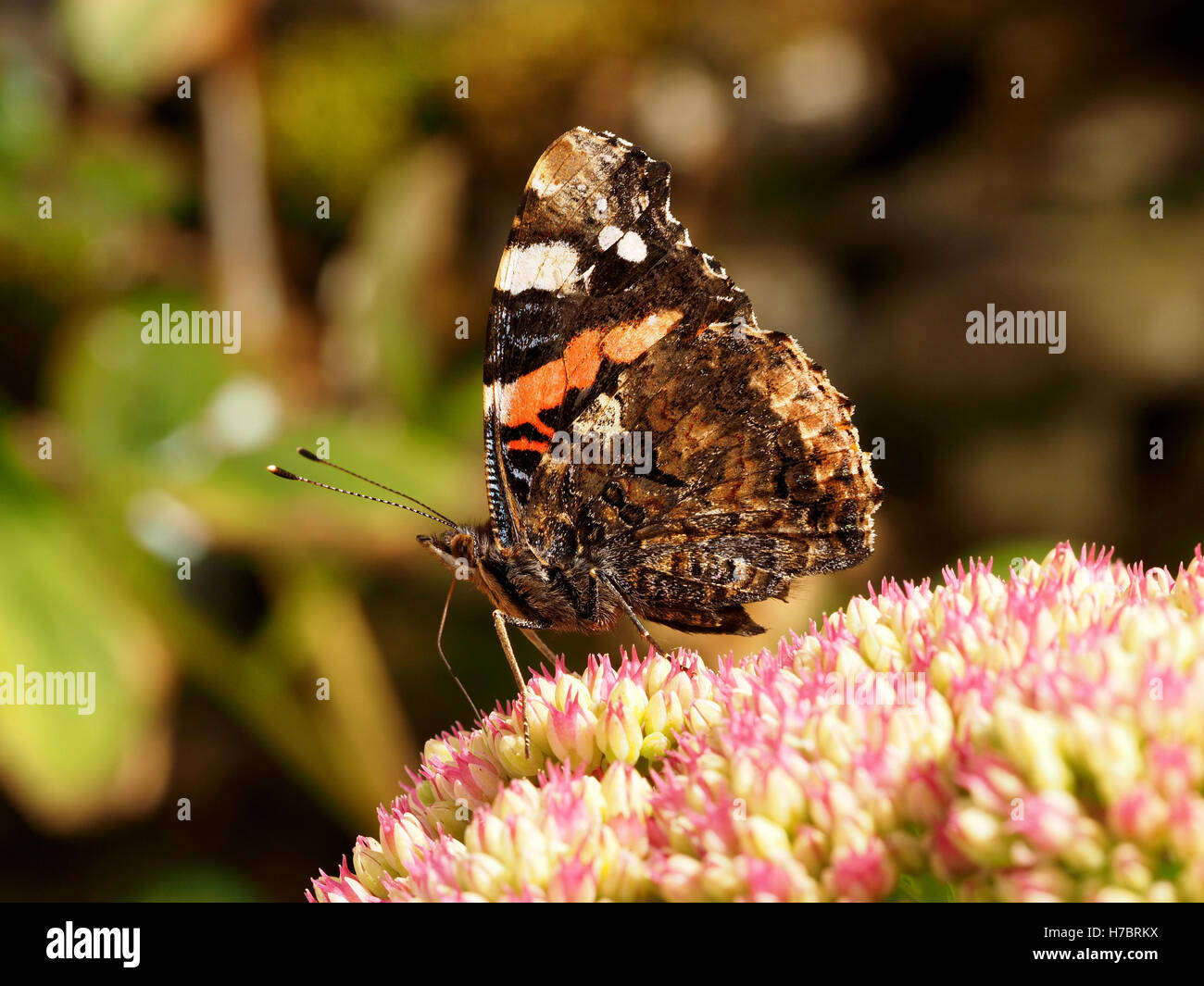large freshly emerged painted lady butterfly (Vanessa cardui) with ...