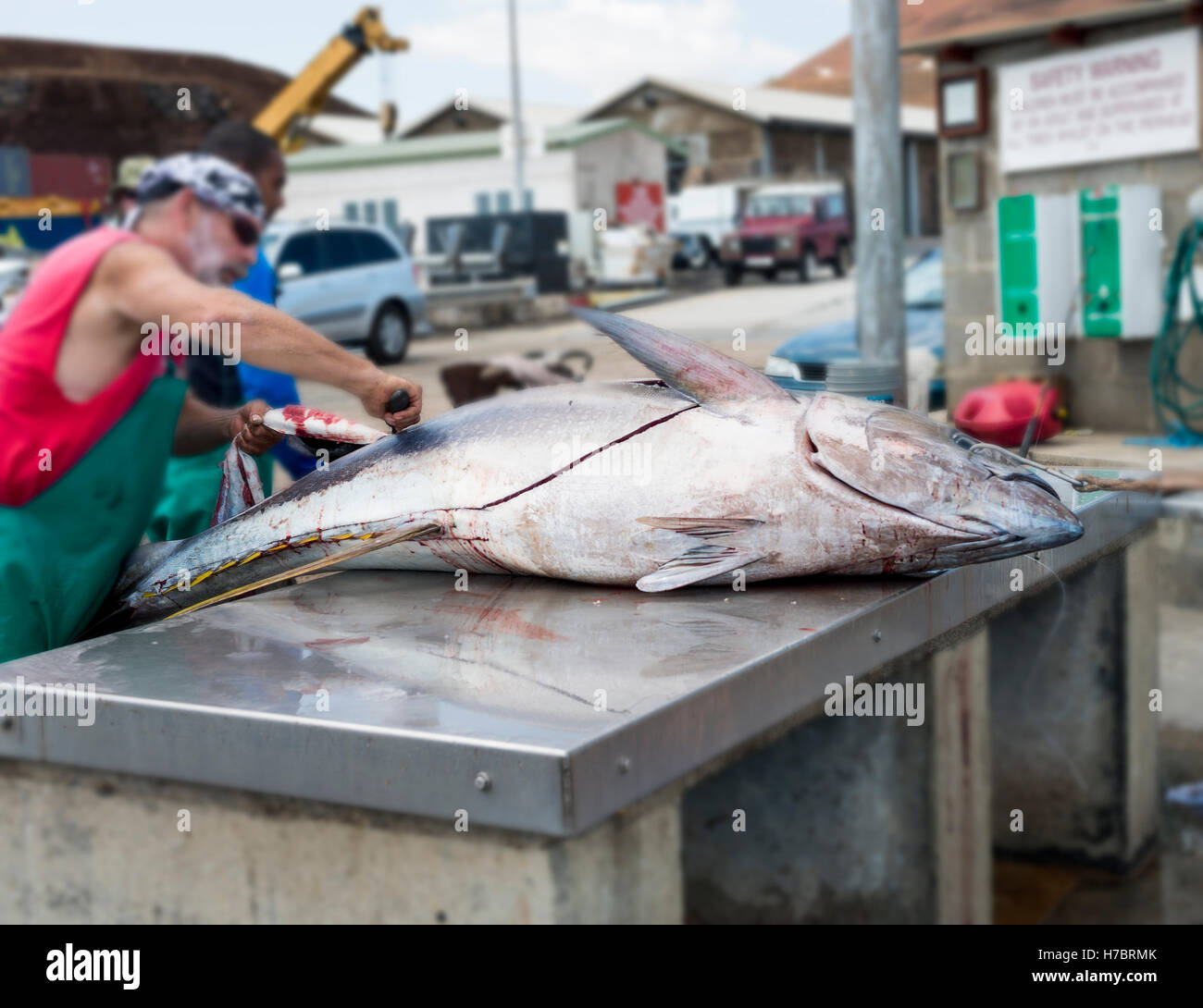 Ascension island wharf, man butchering fresh landed yellow fin tuna ...