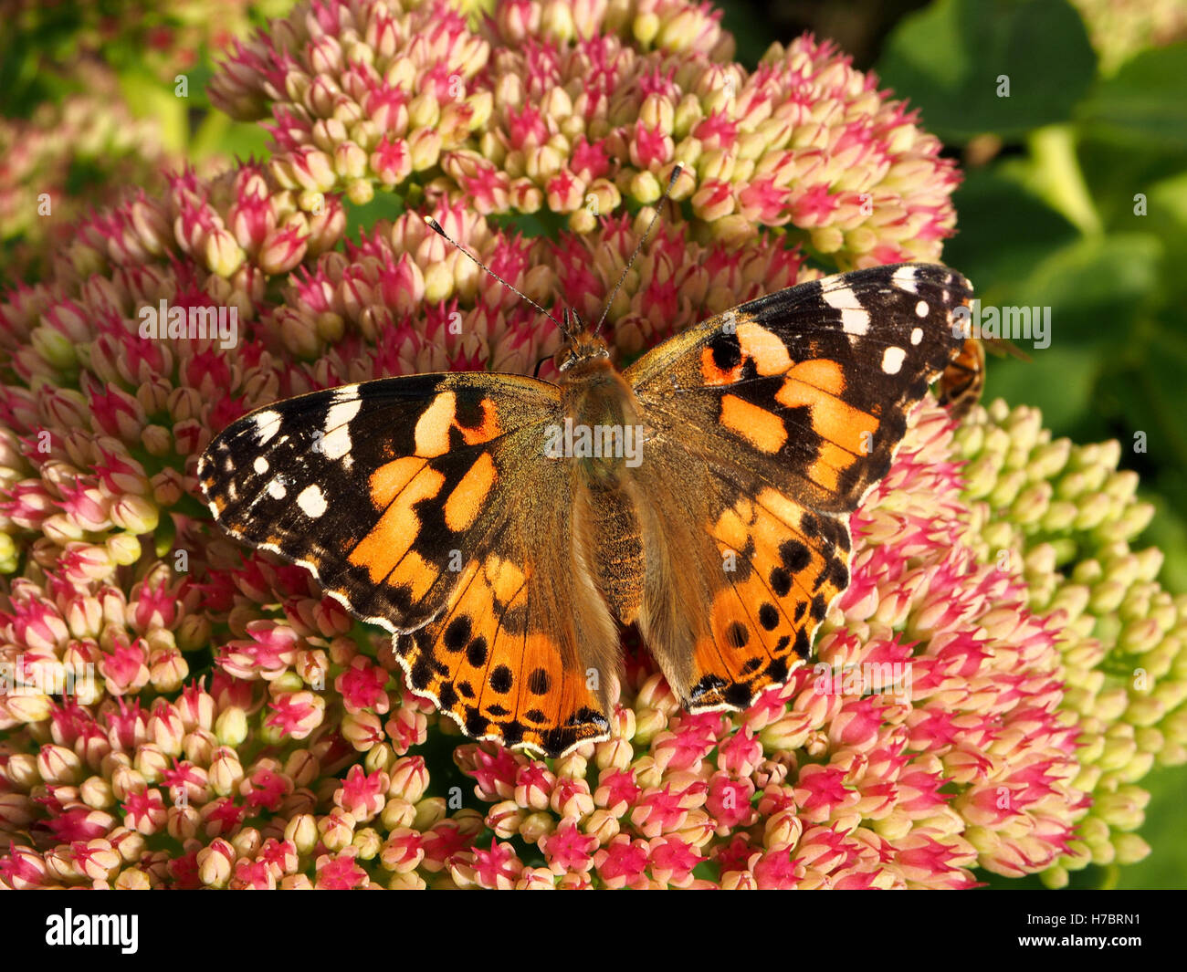 large freshly emerged painted lady butterfly (Vanessa cardui) with open ...