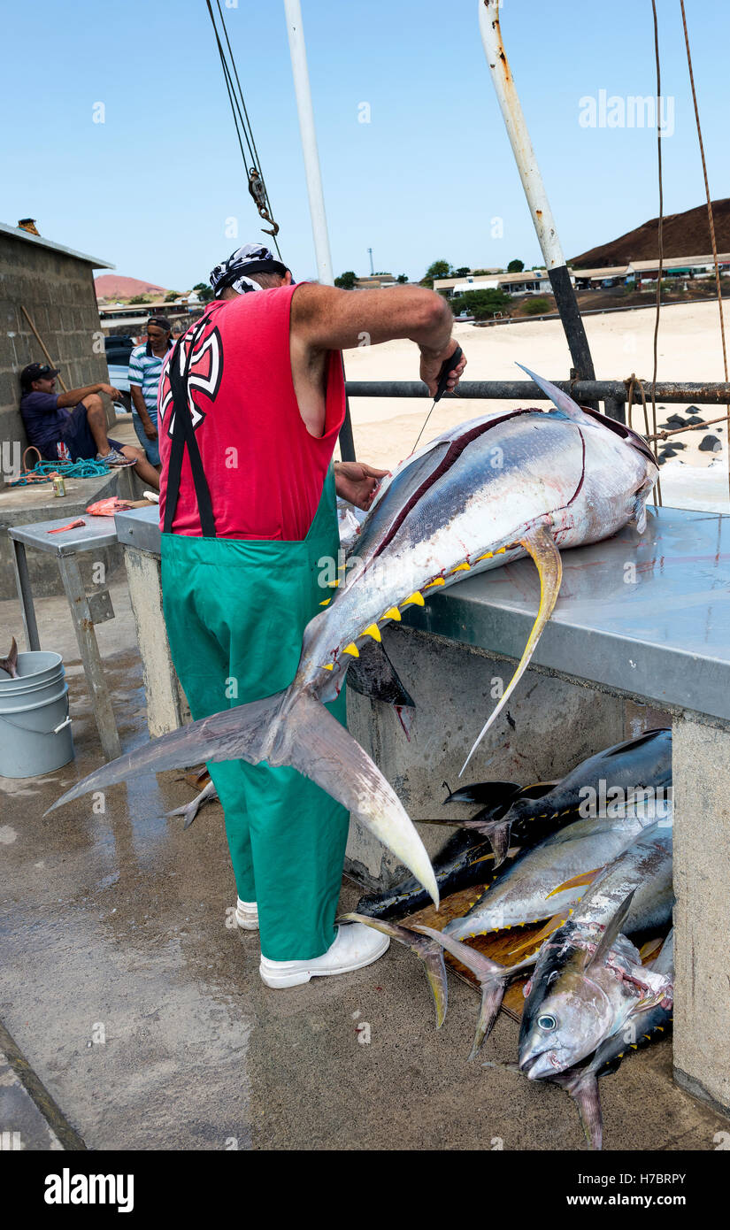 Ascension island wharf, man butchering fresh landed yellow fin tuna ...