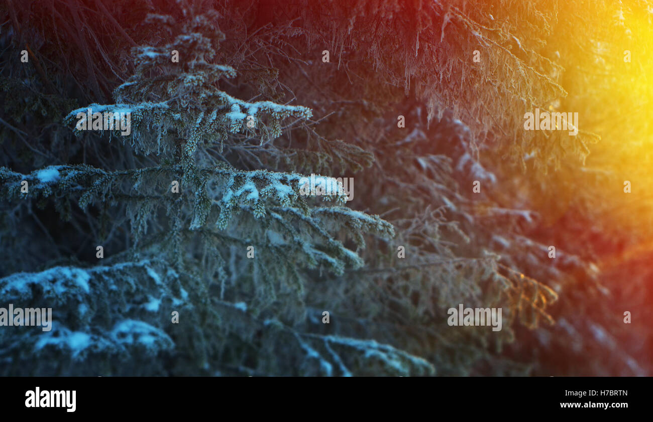 Winter landscape.frozen taiga forest Stock Photo - Alamy