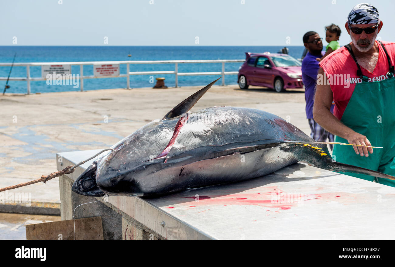 Ascension island wharf, man skinning fresh landed yellowfin tuna which ...