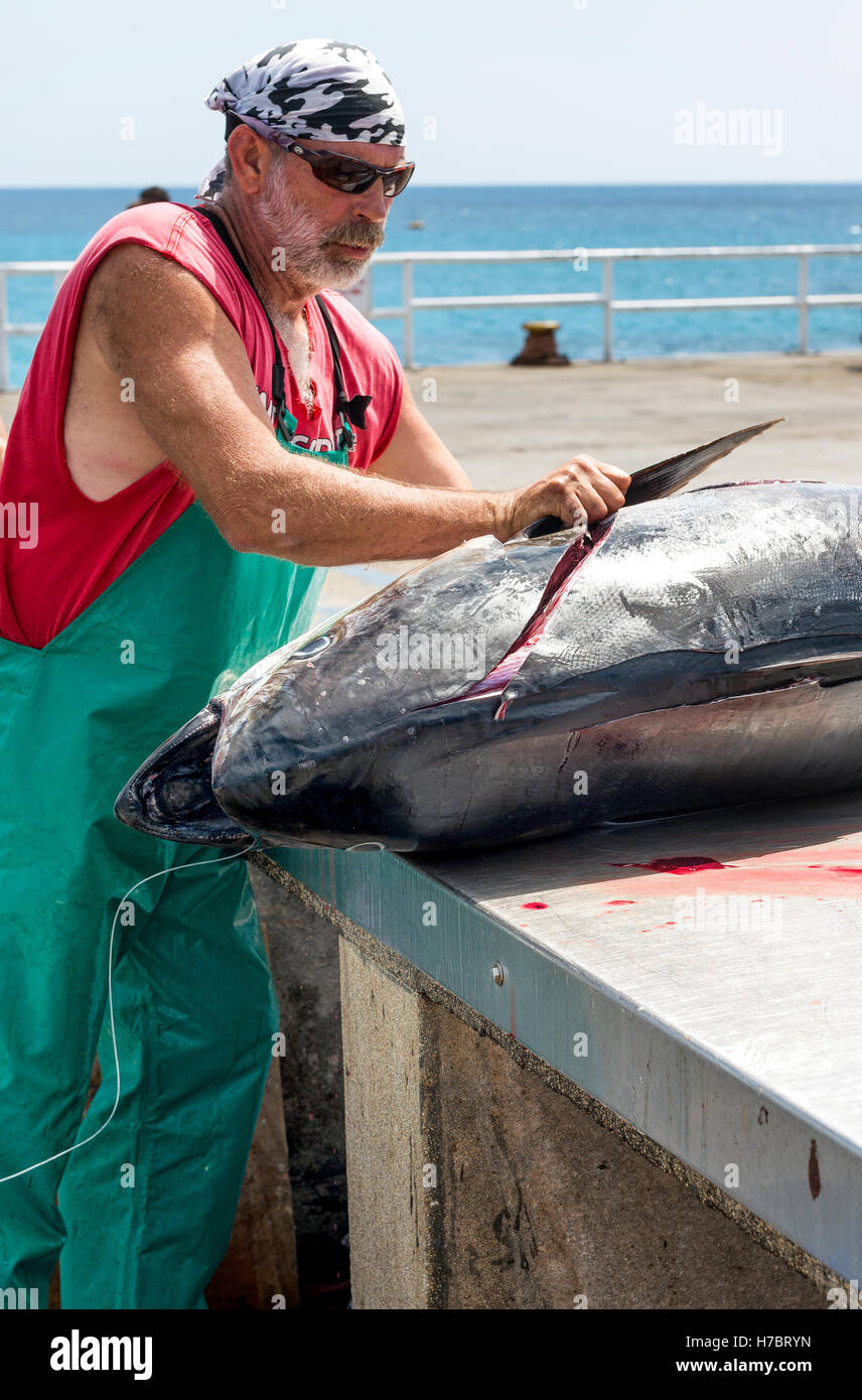 Ascension island wharf, man butchering fresh landed yellow fin tuna ...