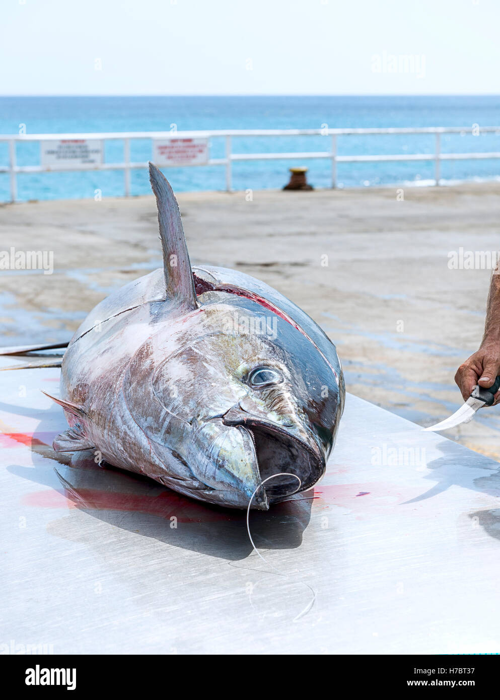 Ascension island wharf, fresh landed yellow fin tuna which has been ...