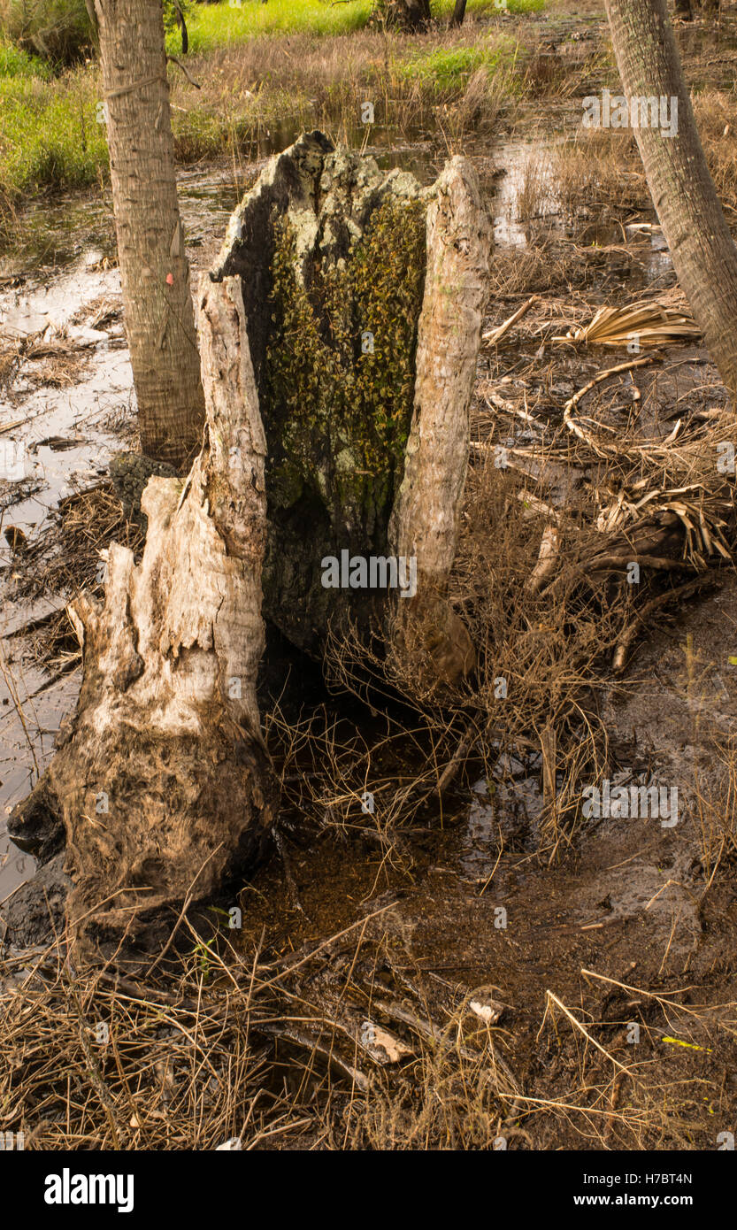 Tree stump with design style Stock Photo - Alamy