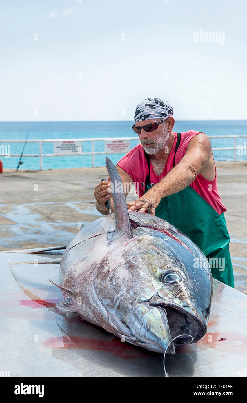 Ascension island wharf, man butchering fresh landed yellow fin tuna ...