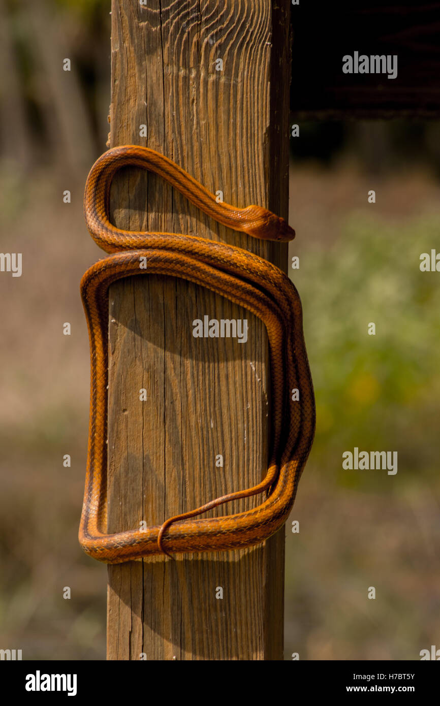Have you every seed a square snake Stock Photo - Alamy