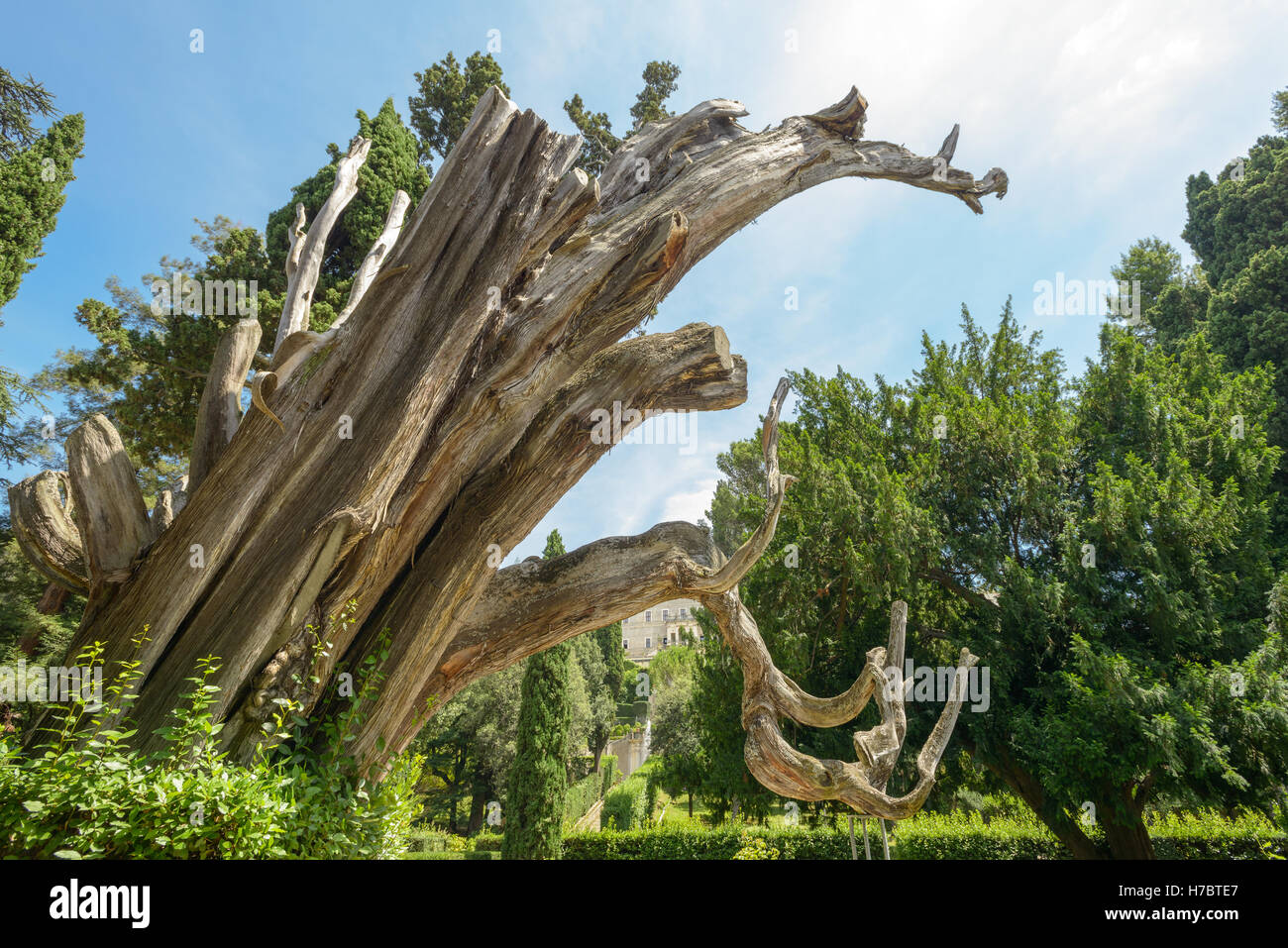 A wonderful very very old twisted tree Stock Photo - Alamy