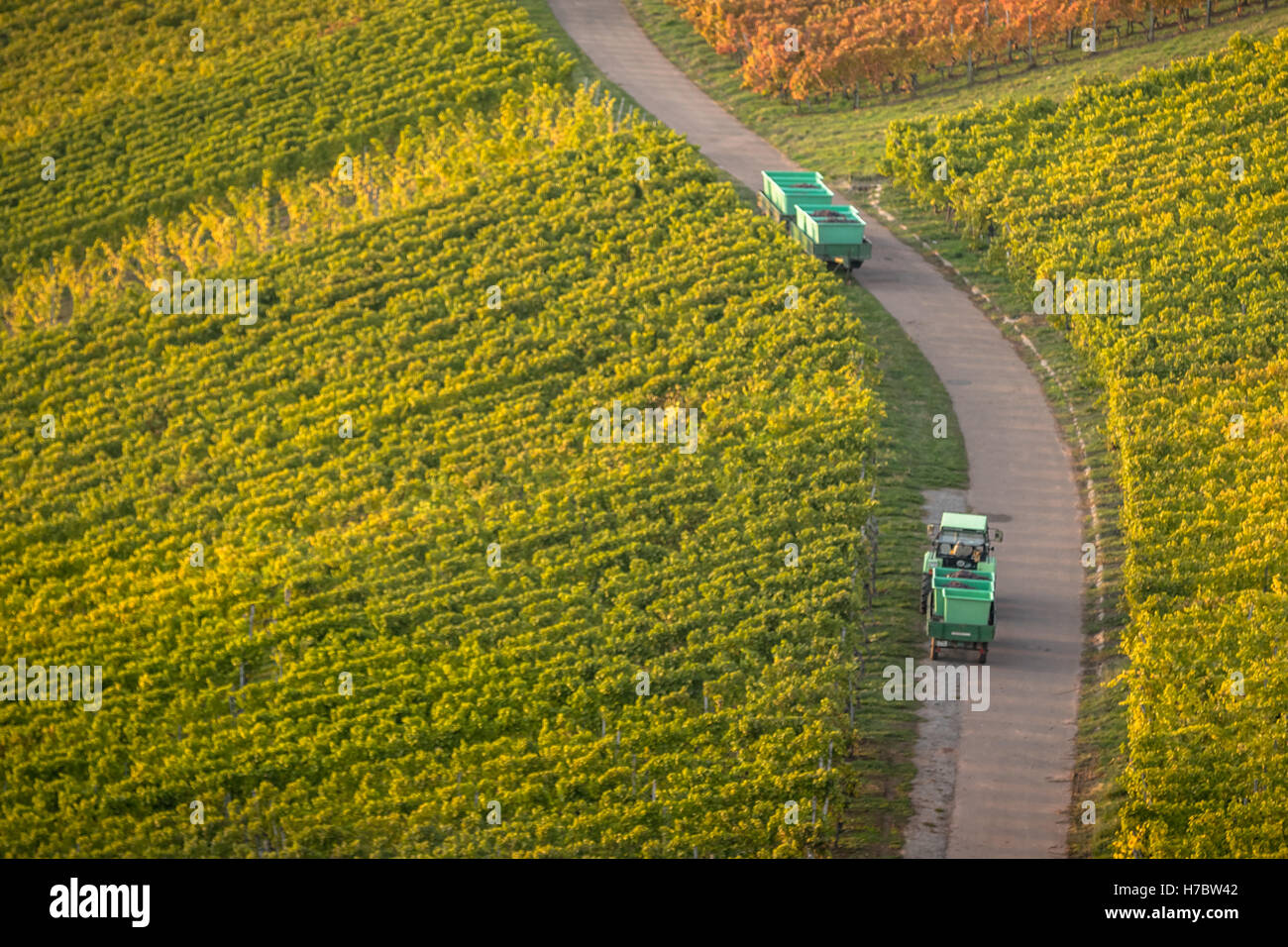 tractor with grapes on a road through vineyards on a hill Stock Photo ...