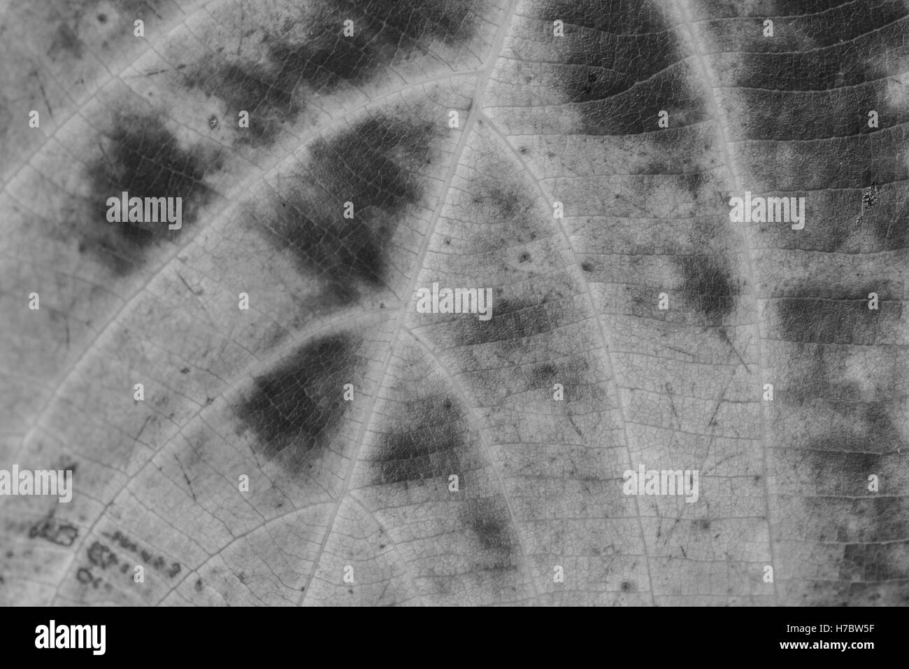 Bright yellow hair Black and White Stock Photos & Images - Alamy