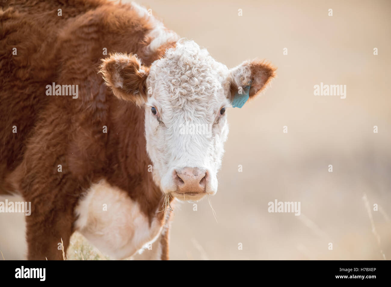Open range ranching hi-res stock photography and images - Alamy