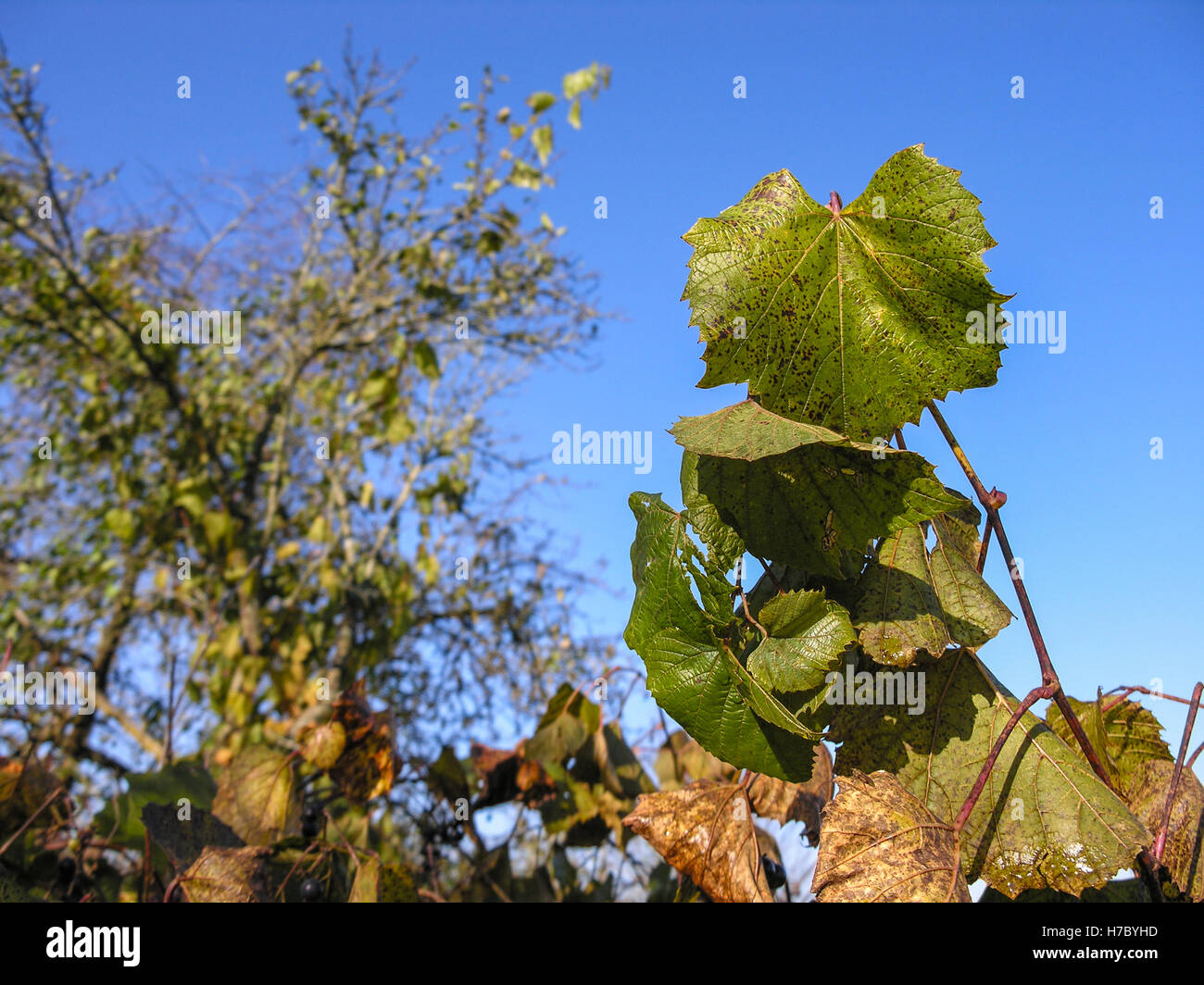 Withering on the vine leaves Stock Photo - Alamy