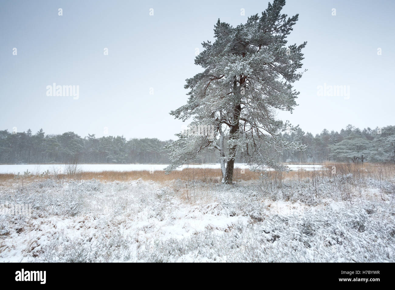 pine tree by lake in snow, Roden, Netherlands Stock Photo - Alamy