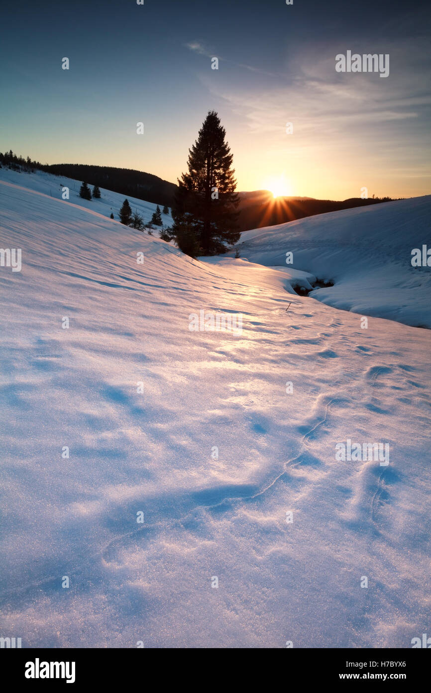 Sunset in snowy forest sunlight hi-res stock photography and images - Alamy