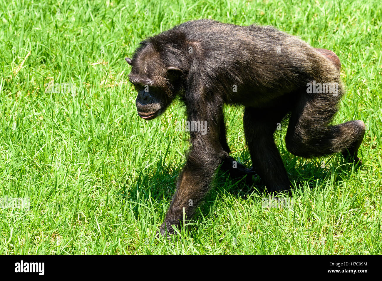 Young chimpanze tree hi-res stock photography and images - Alamy