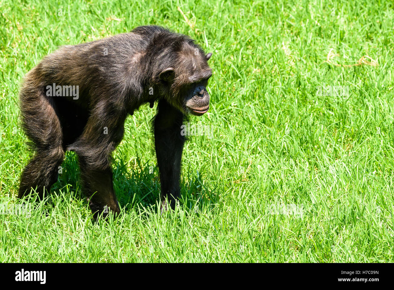 African Chimpanzee On Green Grass Stock Photo - Alamy