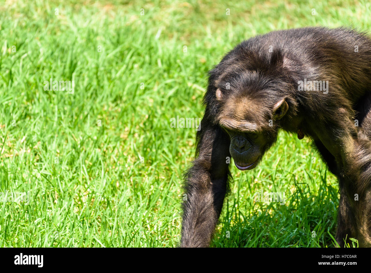 African Chimpanzee On Green Grass Stock Photo - Alamy