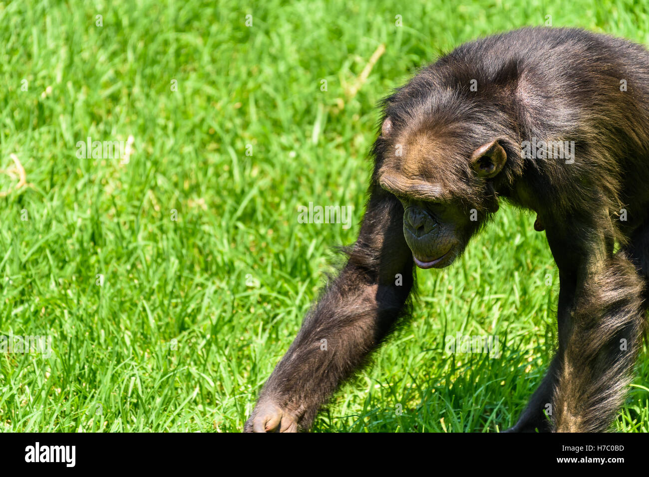 Africa grass green hi-res stock photography and images - Alamy