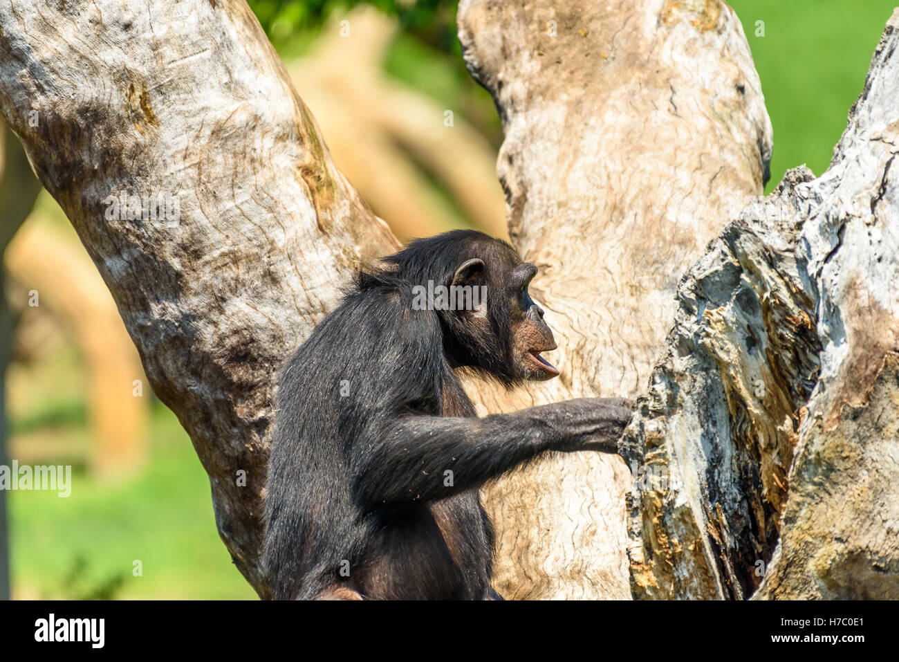 African Chimpanzee In Tree Portrait Stock Photo - Alamy