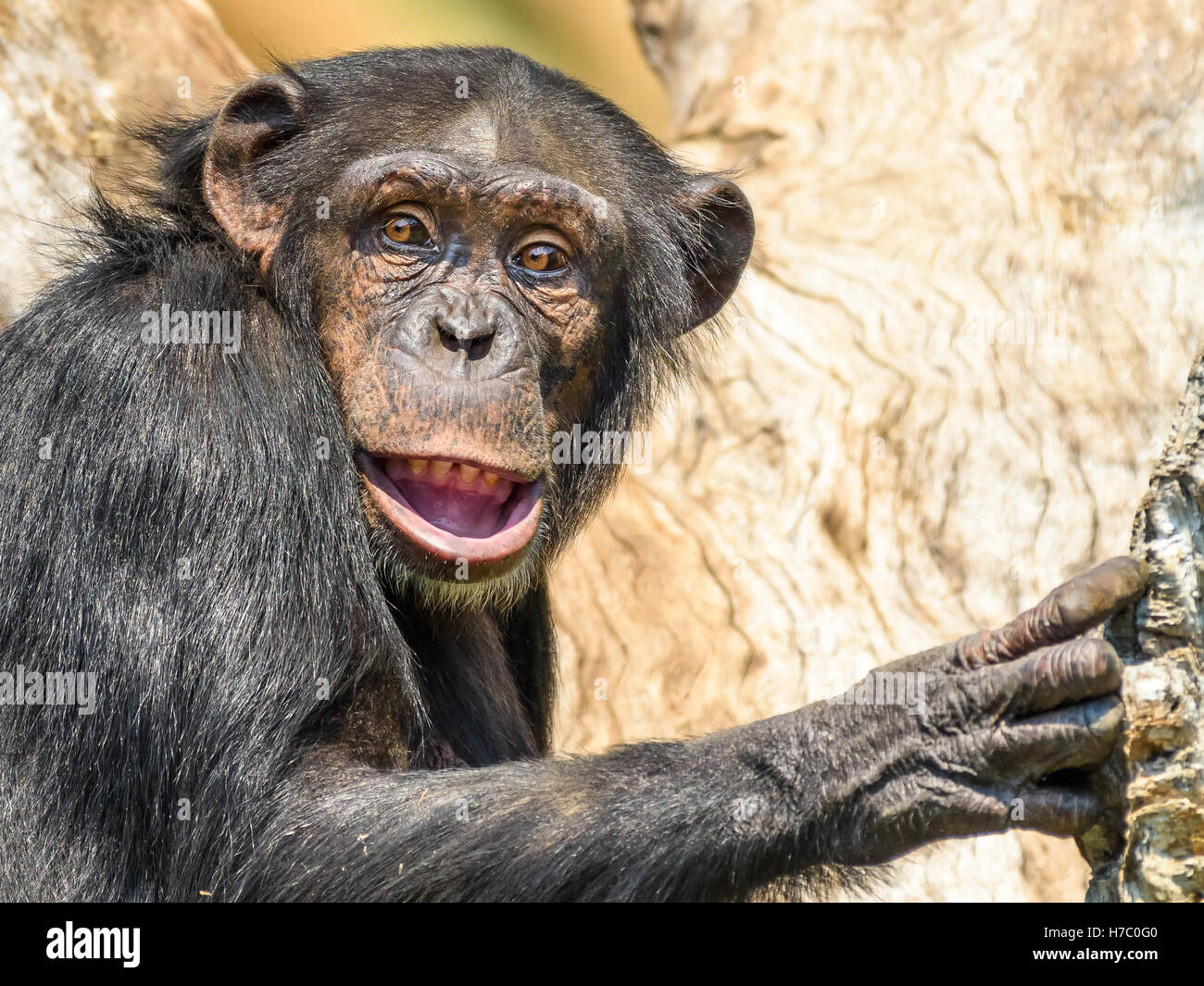 African Chimpanzee In Tree Portrait Stock Photo - Alamy