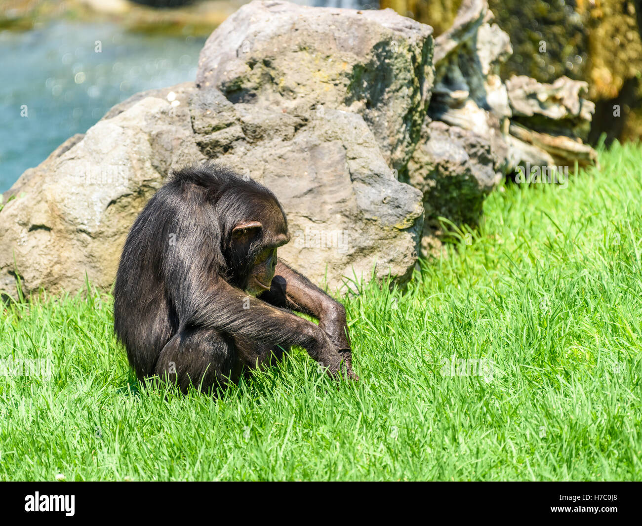 Lonely African Chimpanzee Stock Photo - Alamy