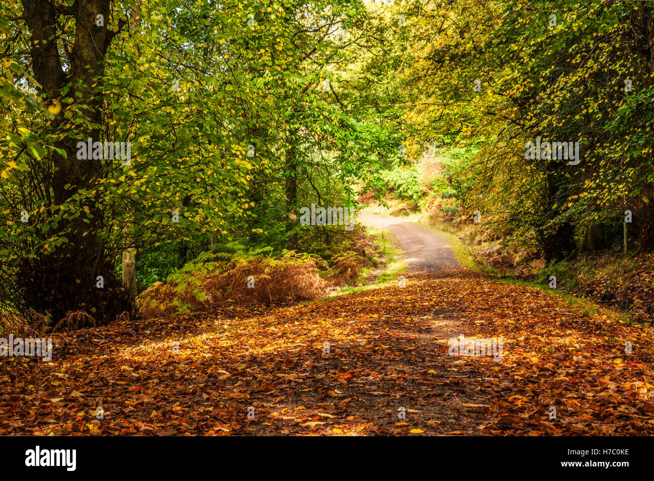 Pathway through forest hi-res stock photography and images - Alamy