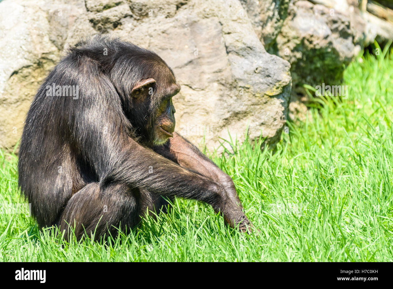 Lonely African Chimpanzee Stock Photo - Alamy