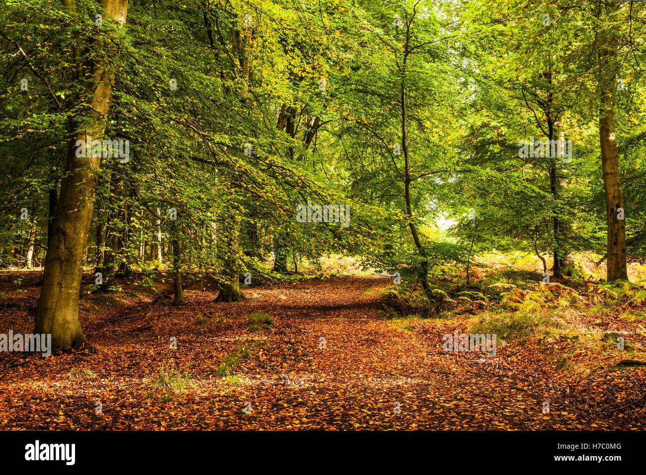 British forest hi-res stock photography and images - Alamy